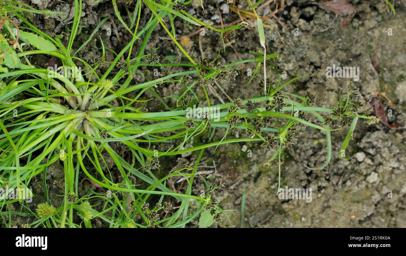 Brown Flatsedge (Cyperus fuscus Stock Photo - Alamy