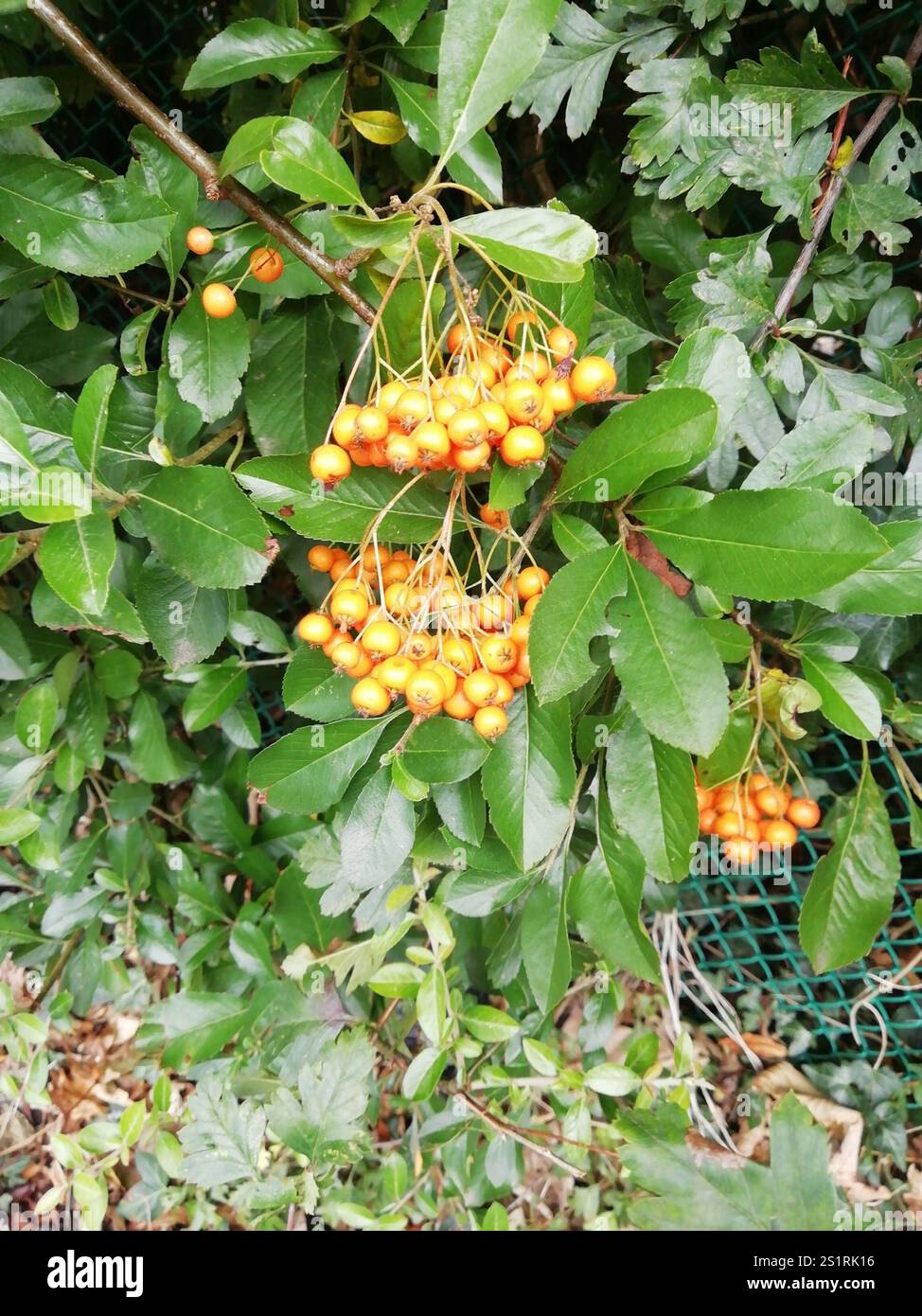 Firethorn (Pyracantha coccinea Stock Photo - Alamy