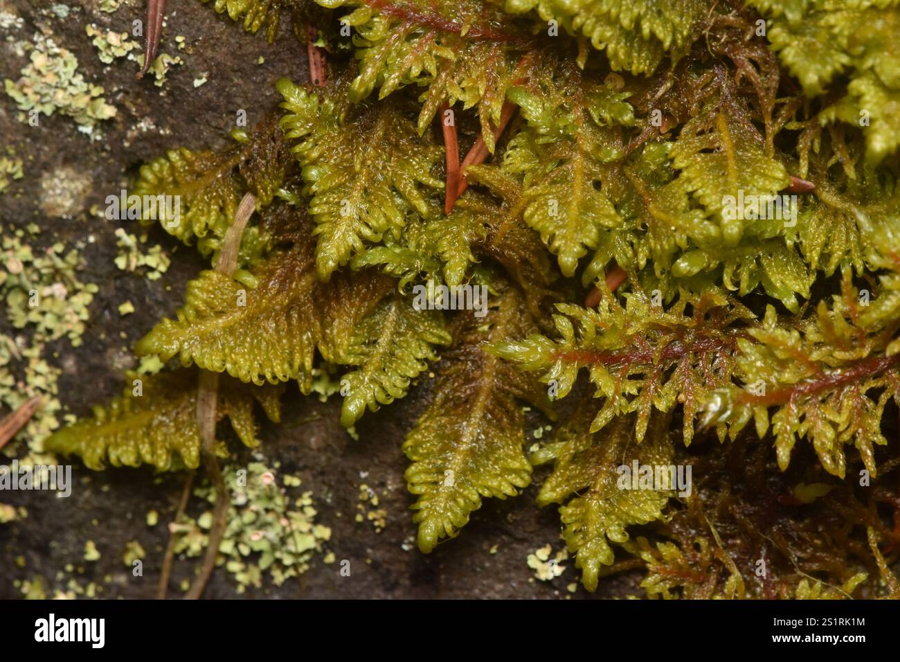 Ostrich-plume Moss (Ptilium crista-castrensis Stock Photo - Alamy