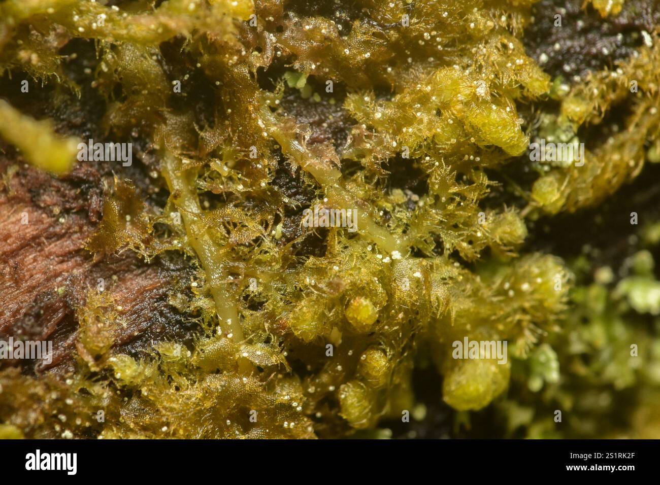 Tree Fringewort (Ptilidium pulcherrimum Stock Photo - Alamy