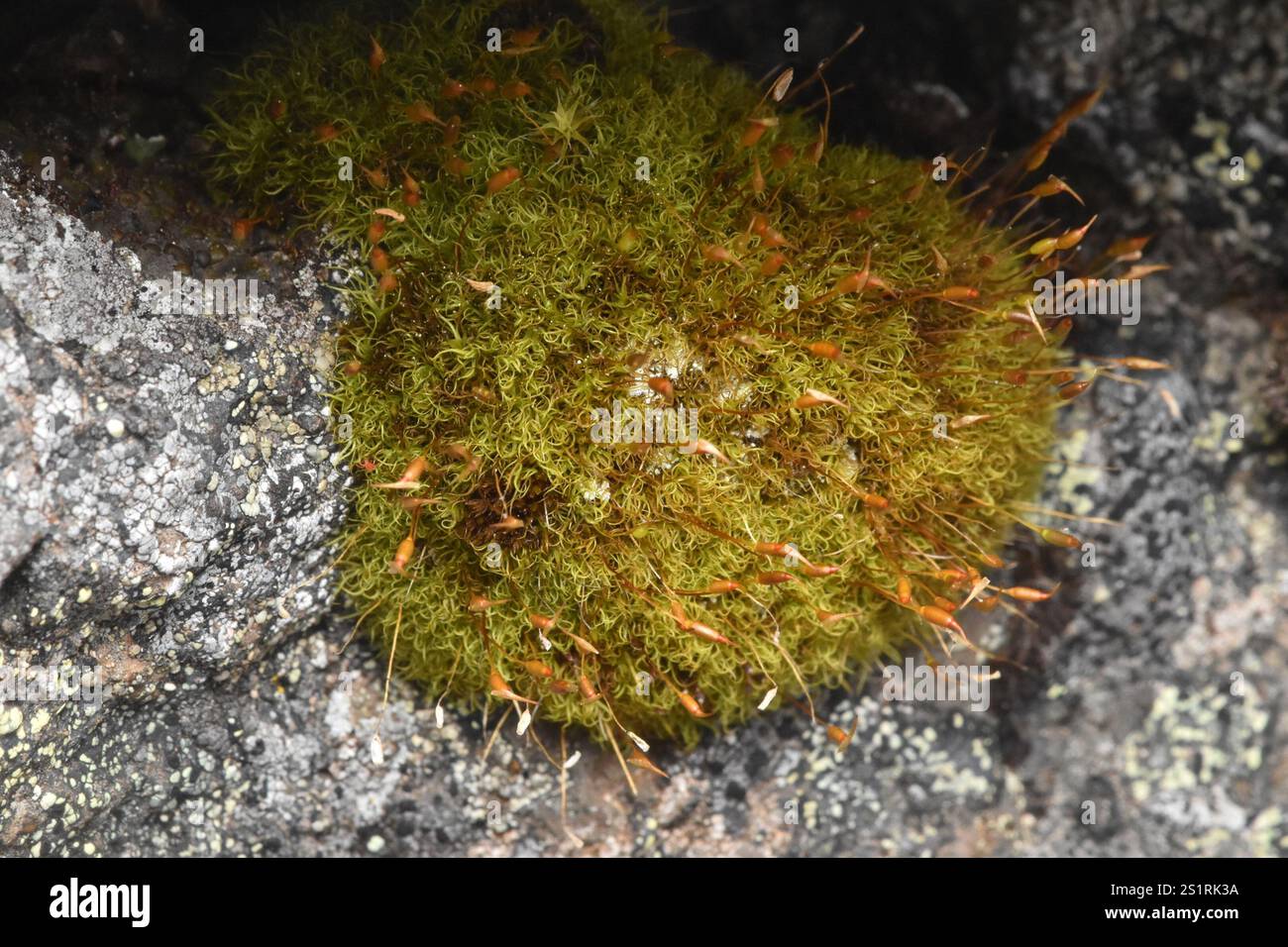 mountain pincushion (Hymenoloma crispulum Stock Photo - Alamy