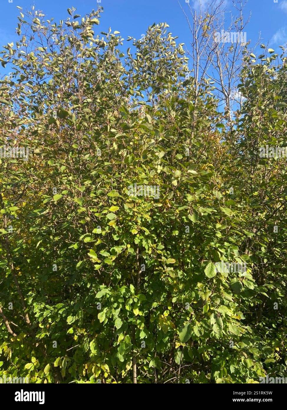 chokecherry (Prunus virginiana Stock Photo - Alamy