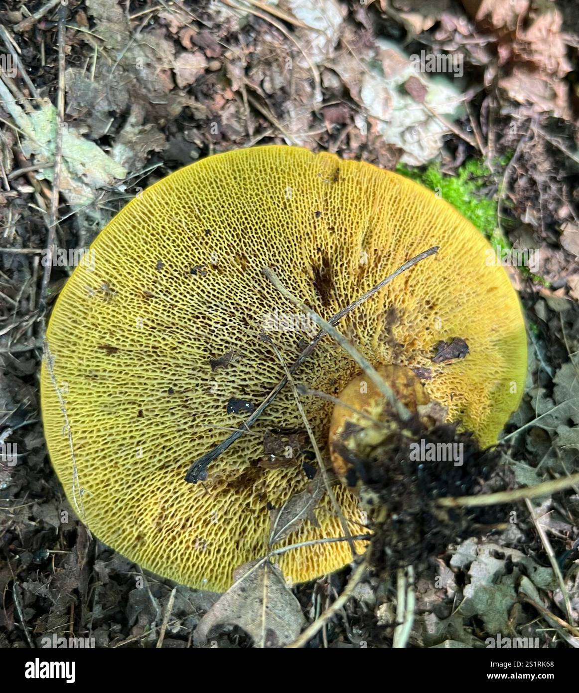 ash-tree bolete (Boletinellus merulioides Stock Photo - Alamy