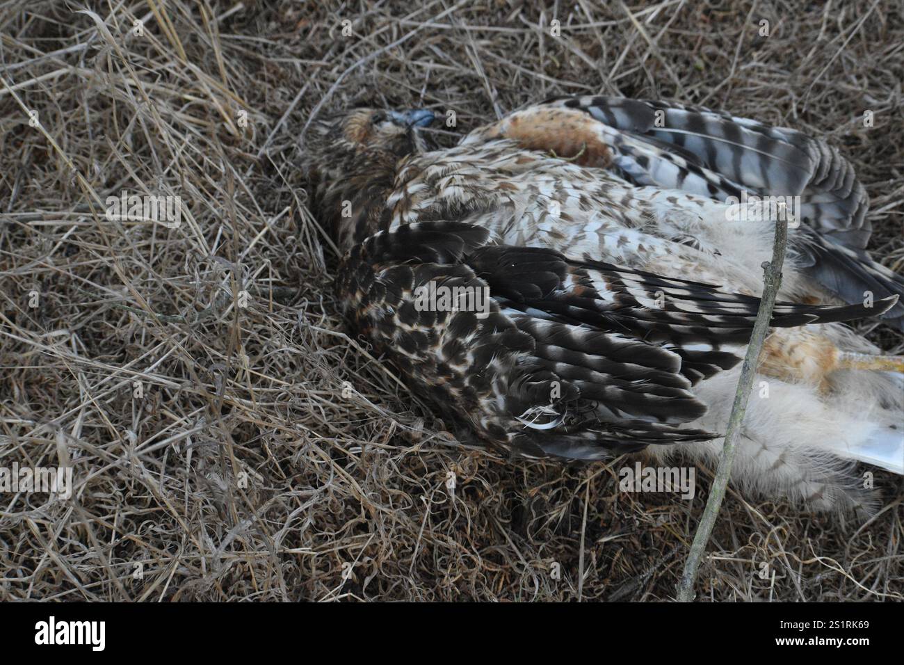 California Red-shouldered Hawk (Buteo lineatus elegans Stock Photo - Alamy