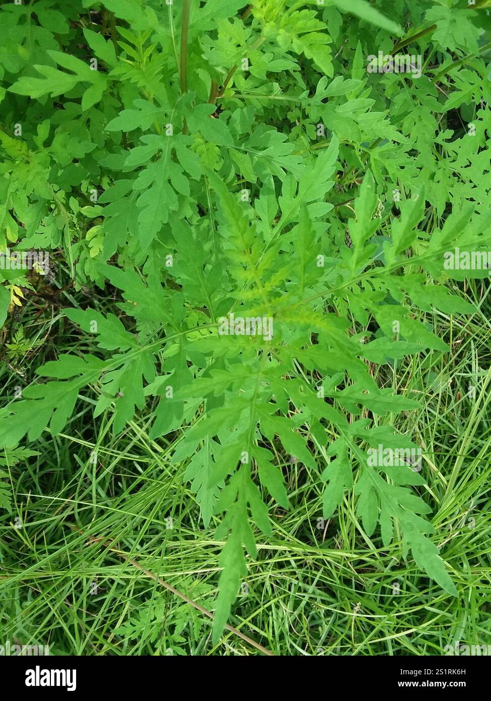 common ragweed (Ambrosia artemisiifolia Stock Photo - Alamy