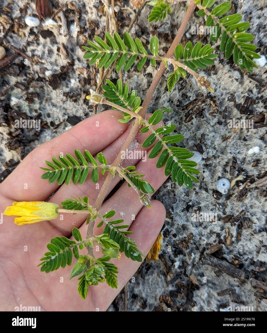 Jamaican feverplant (Tribulus cistoides Stock Photo - Alamy