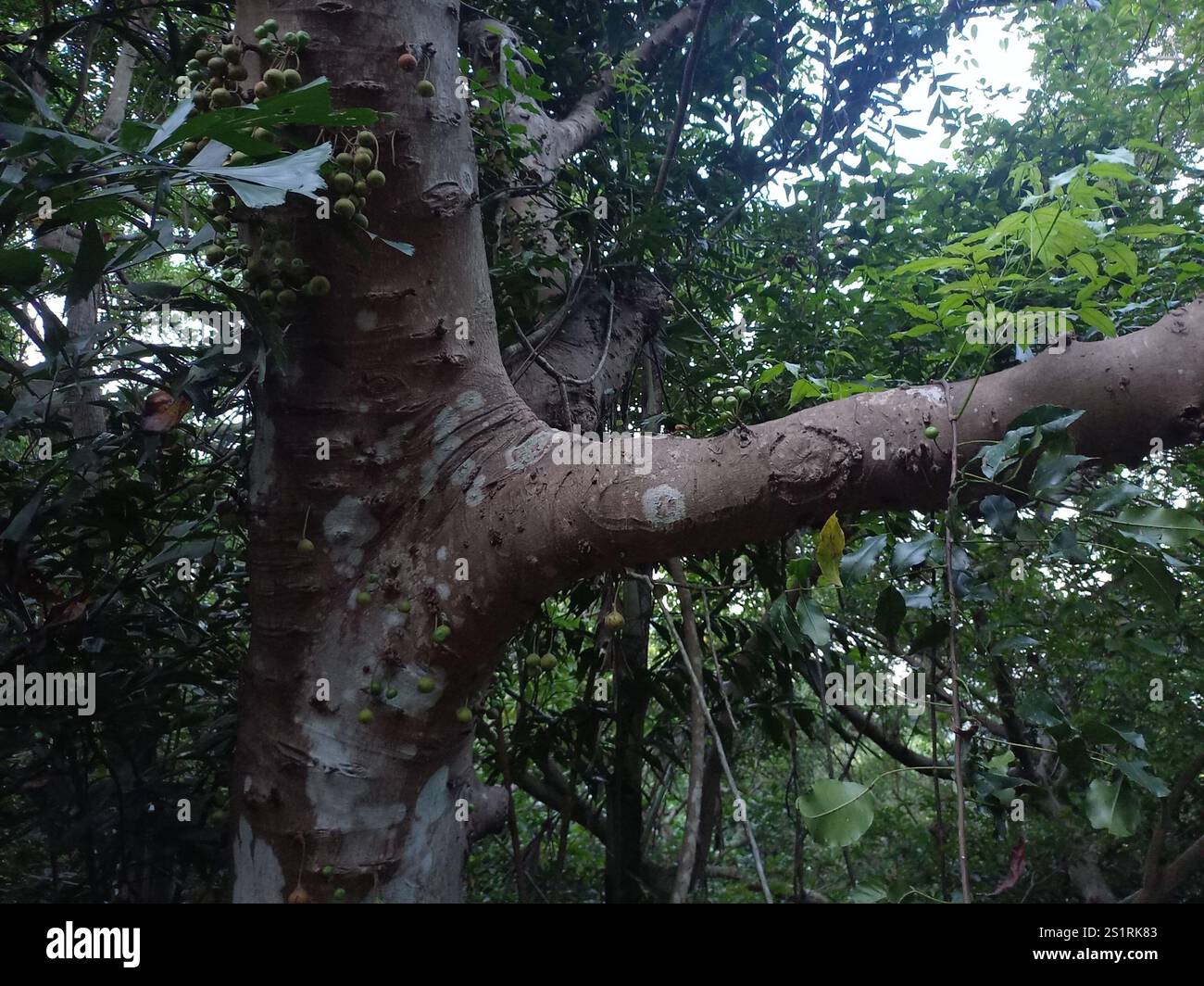 Cluster Fig (Ficus racemosa Stock Photo - Alamy
