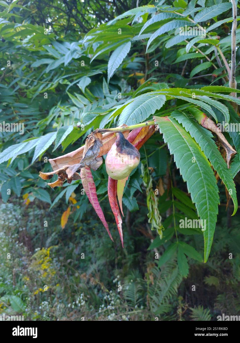 Sumac Gall Aphid (Melaphis rhois Stock Photo - Alamy