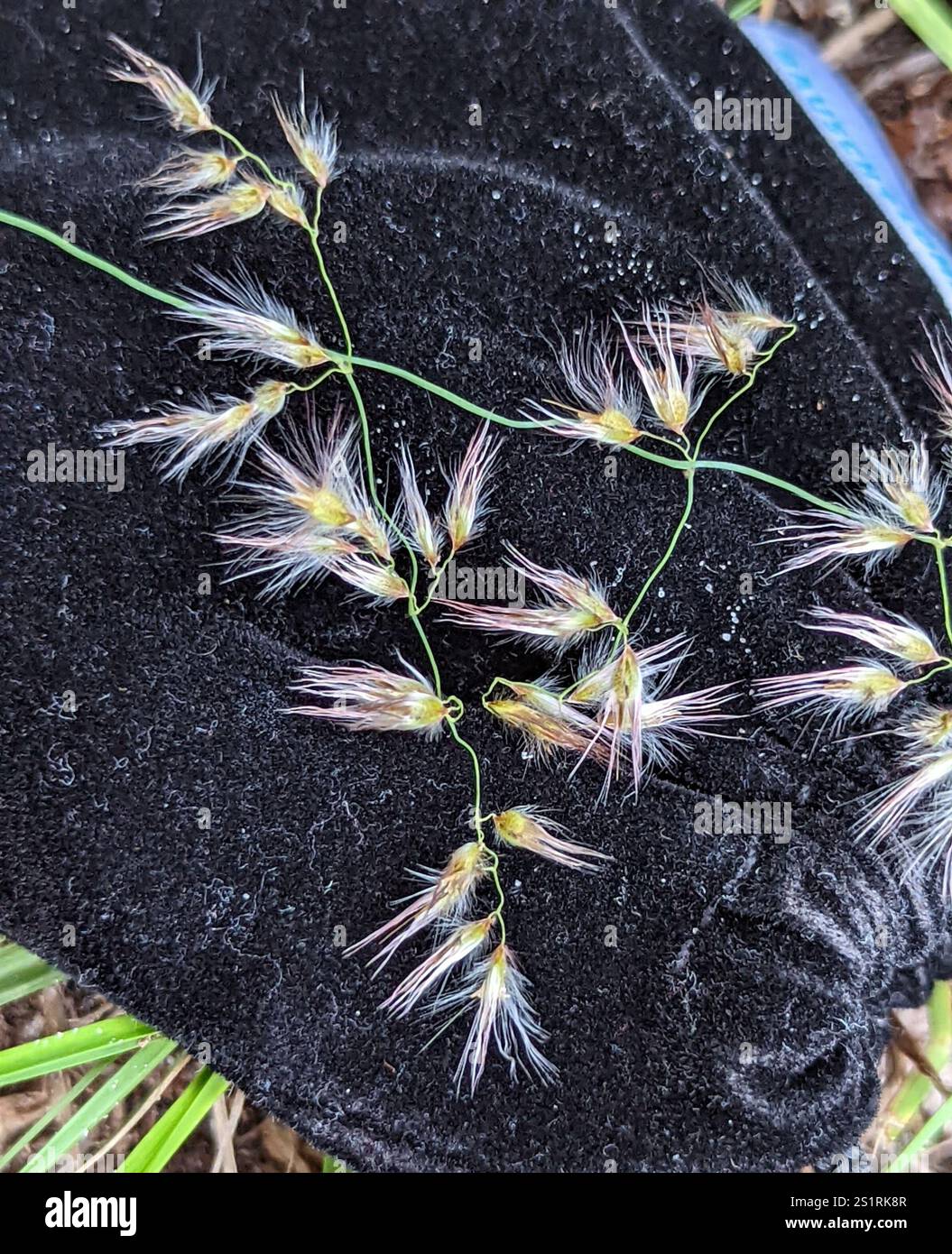 Natal grass (Melinis repens Stock Photo - Alamy