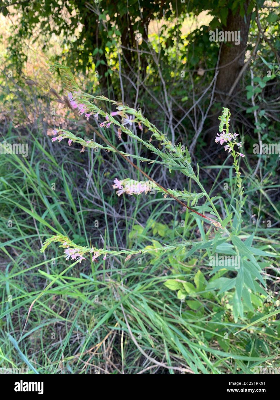 velvetweed (Oenothera curtiflora Stock Photo - Alamy