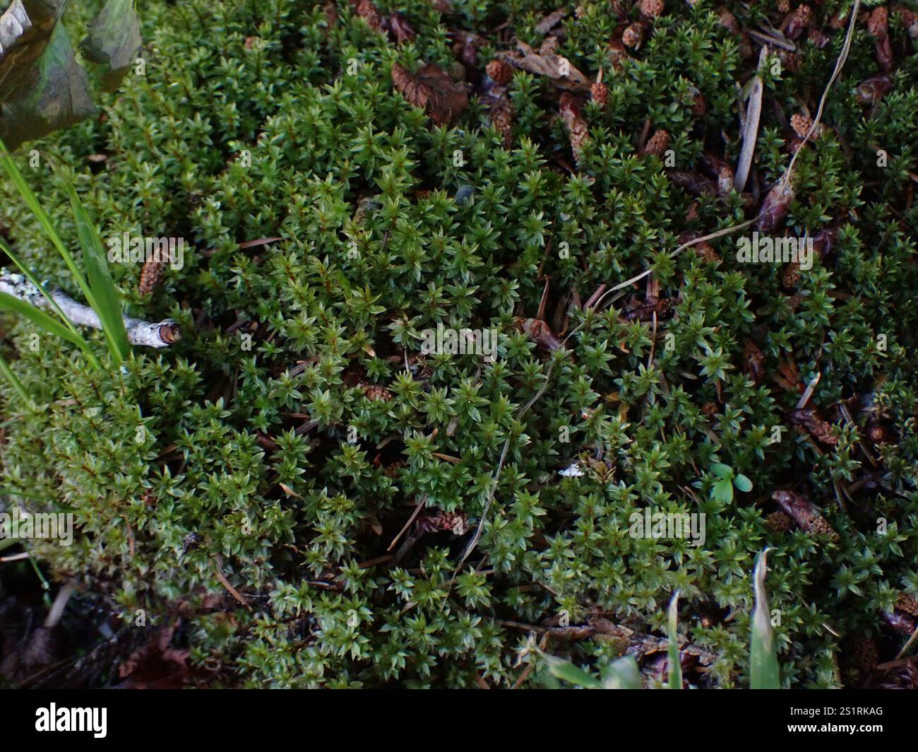 Long-leaved Thread Moss (Ptychostomum pseudotriquetrum Stock Photo - Alamy