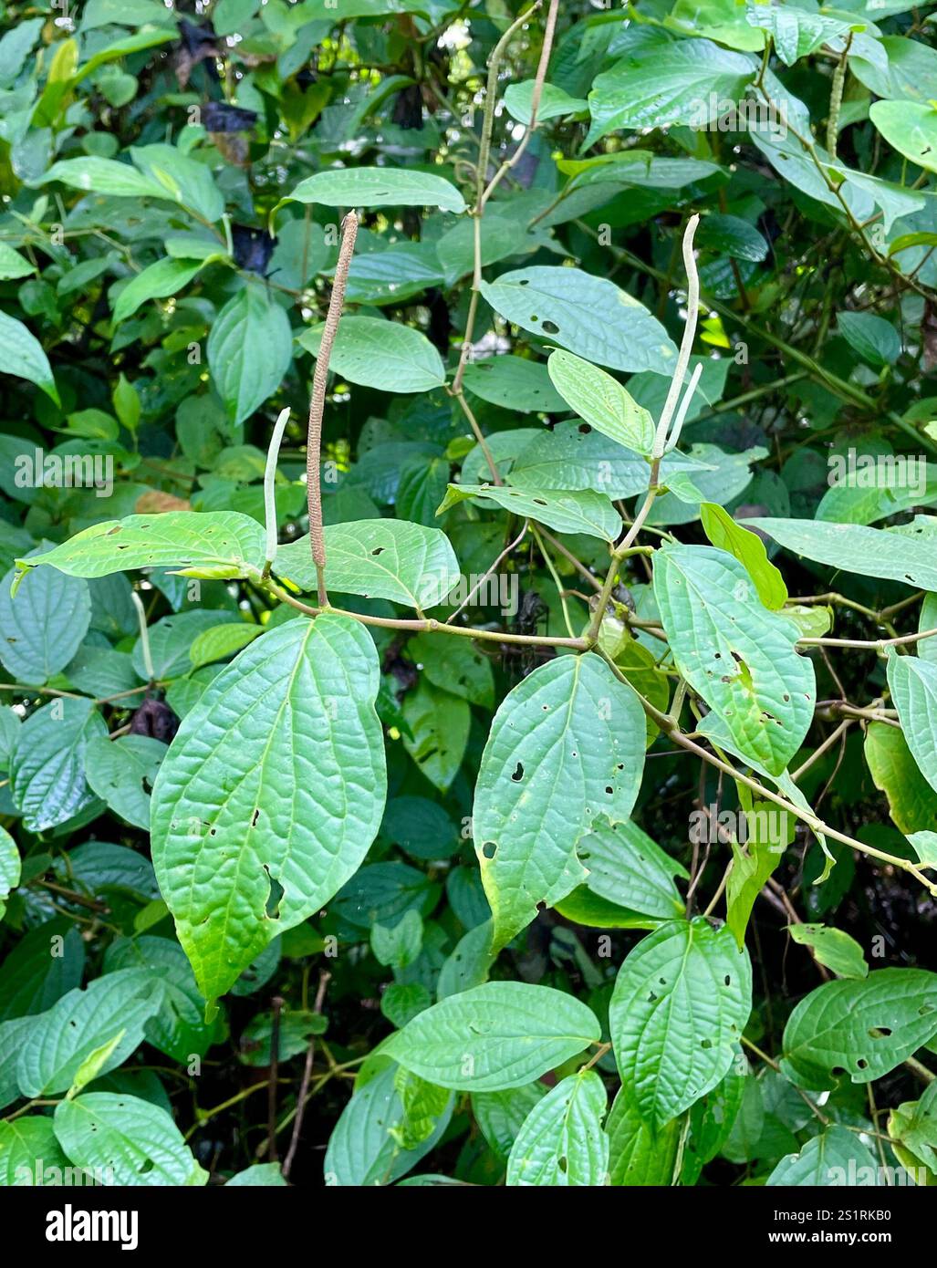 Root Beer Plant (Piper auritum Stock Photo - Alamy