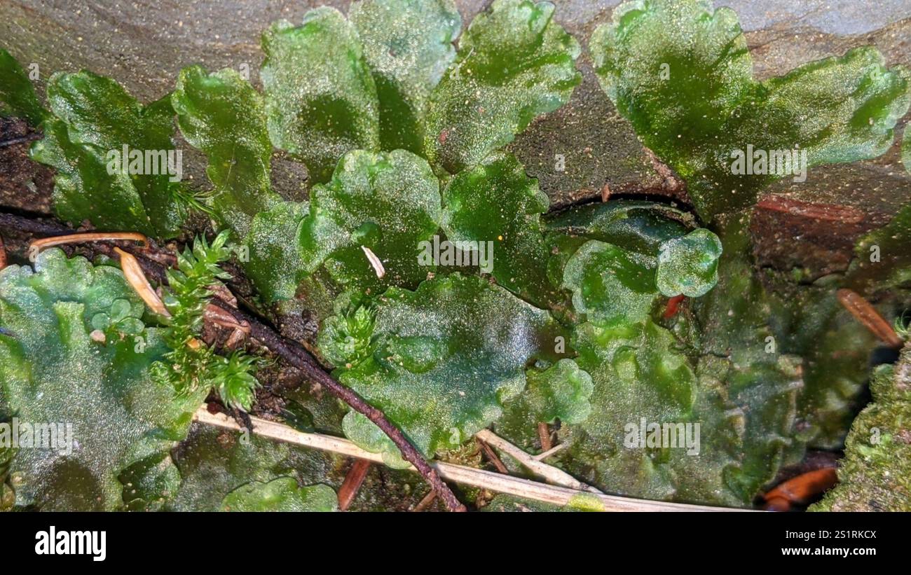 Ring Pellia (Pellia neesiana Stock Photo - Alamy