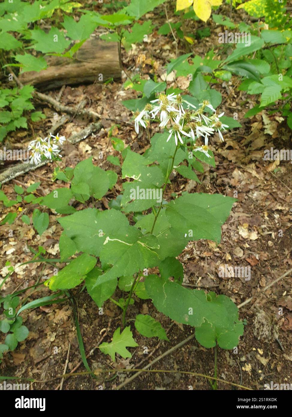 large-leaved aster (Eurybia macrophylla Stock Photo - Alamy