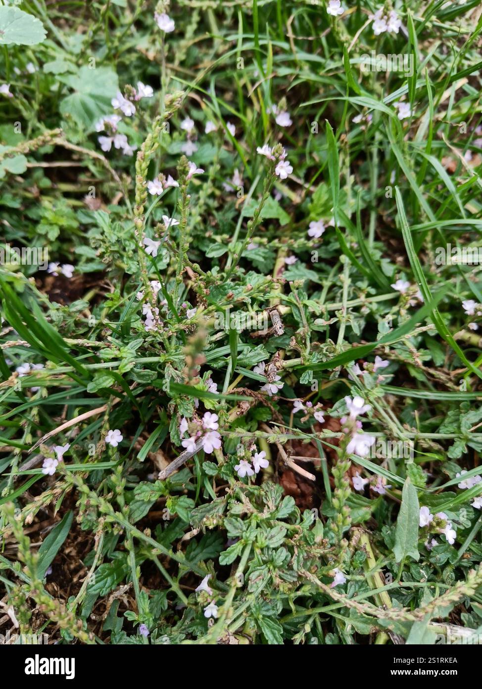 Common vervain (Verbena officinalis Stock Photo - Alamy