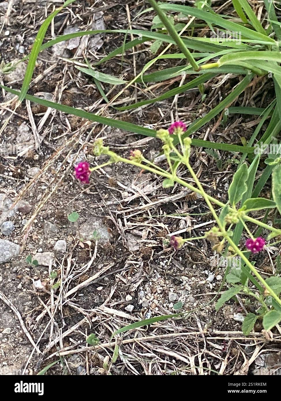 scarlet spiderling (Boerhavia coccinea Stock Photo - Alamy