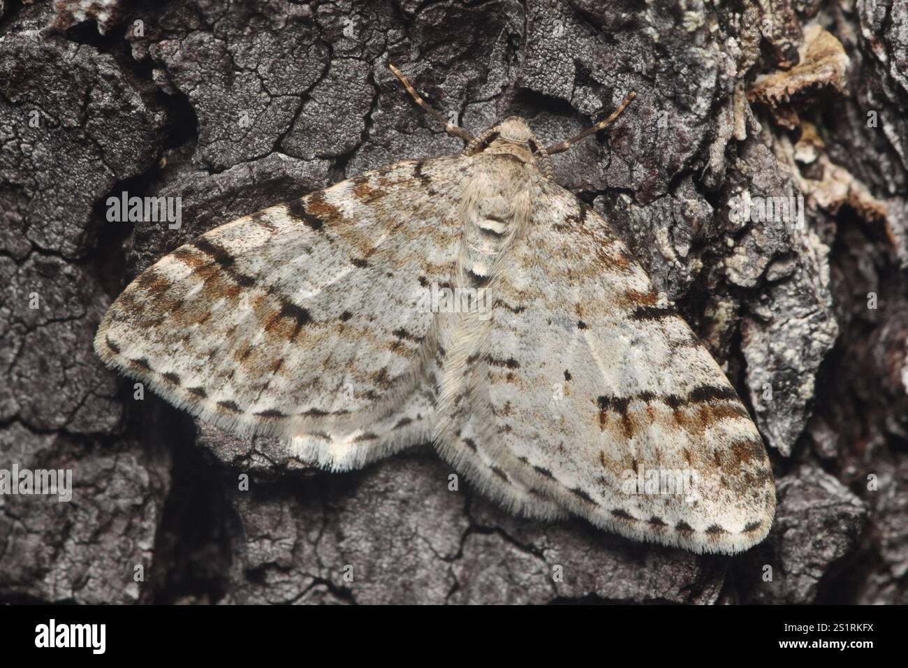 Welsh Wave Moth (Venusia cambrica Stock Photo - Alamy