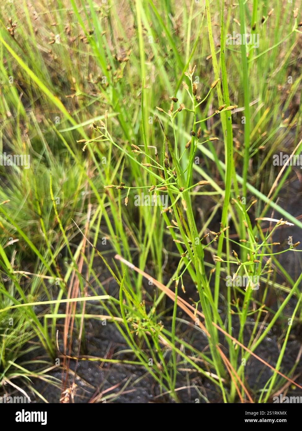 Long-beaked Bald-rush (Rhynchospora scirpoides Stock Photo - Alamy