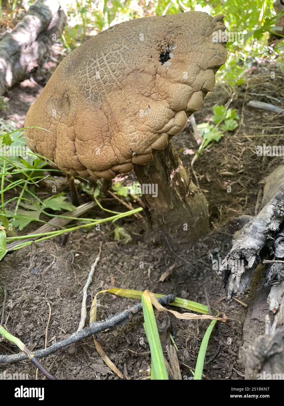 aspen bolete (Leccinum insigne Stock Photo - Alamy