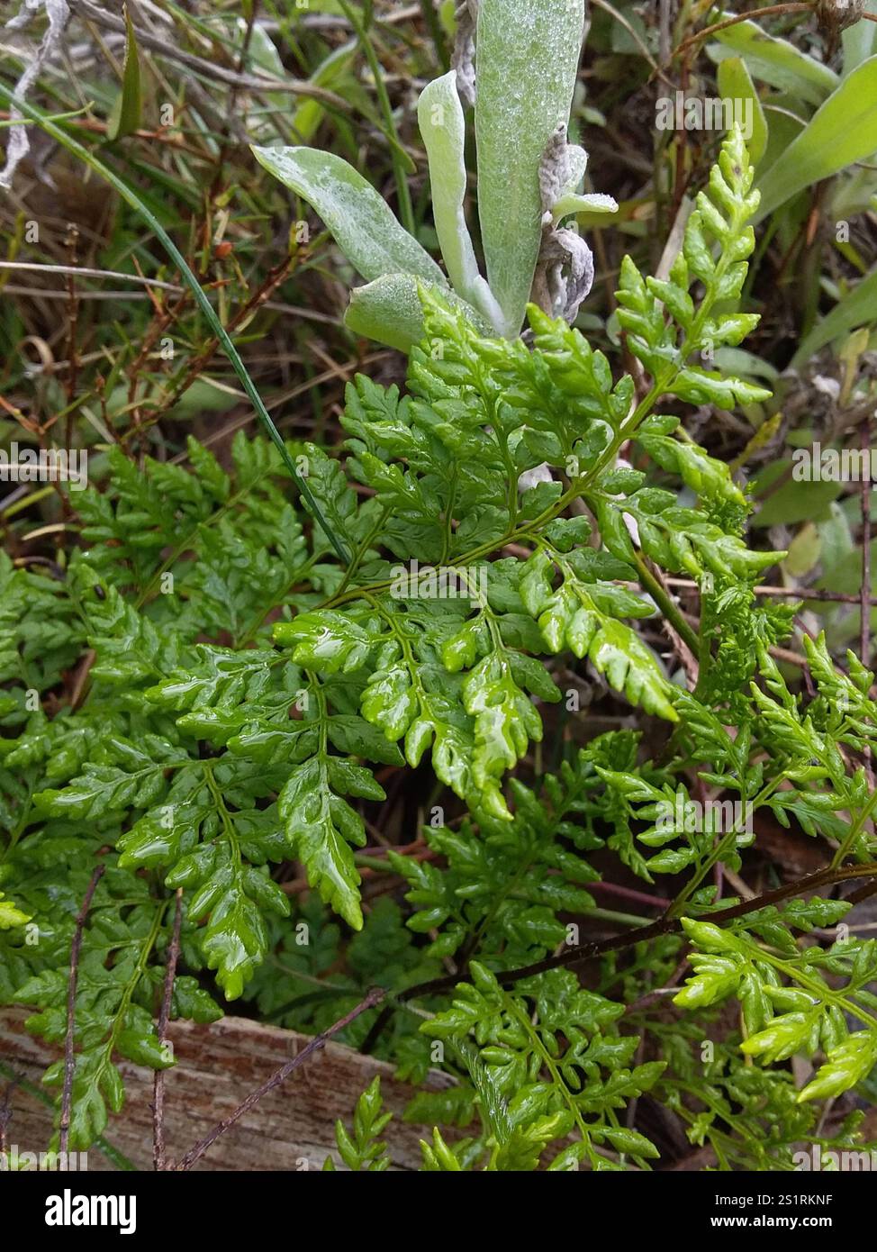 Rock Fern (Cheilanthes austrotenuifolia Stock Photo - Alamy