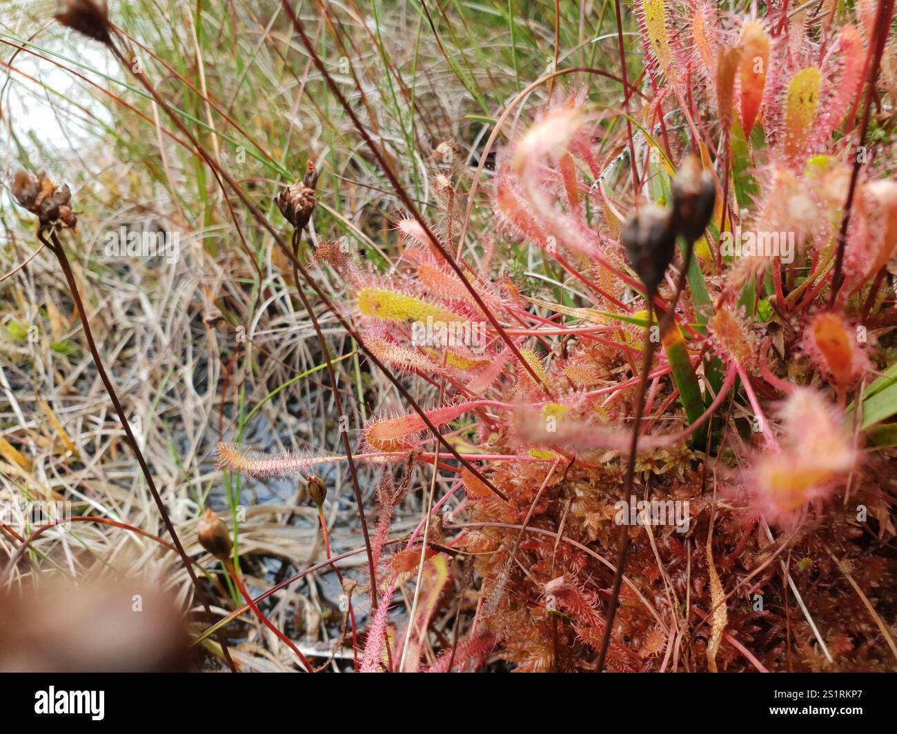 Great Sundew (Drosera anglica Stock Photo - Alamy
