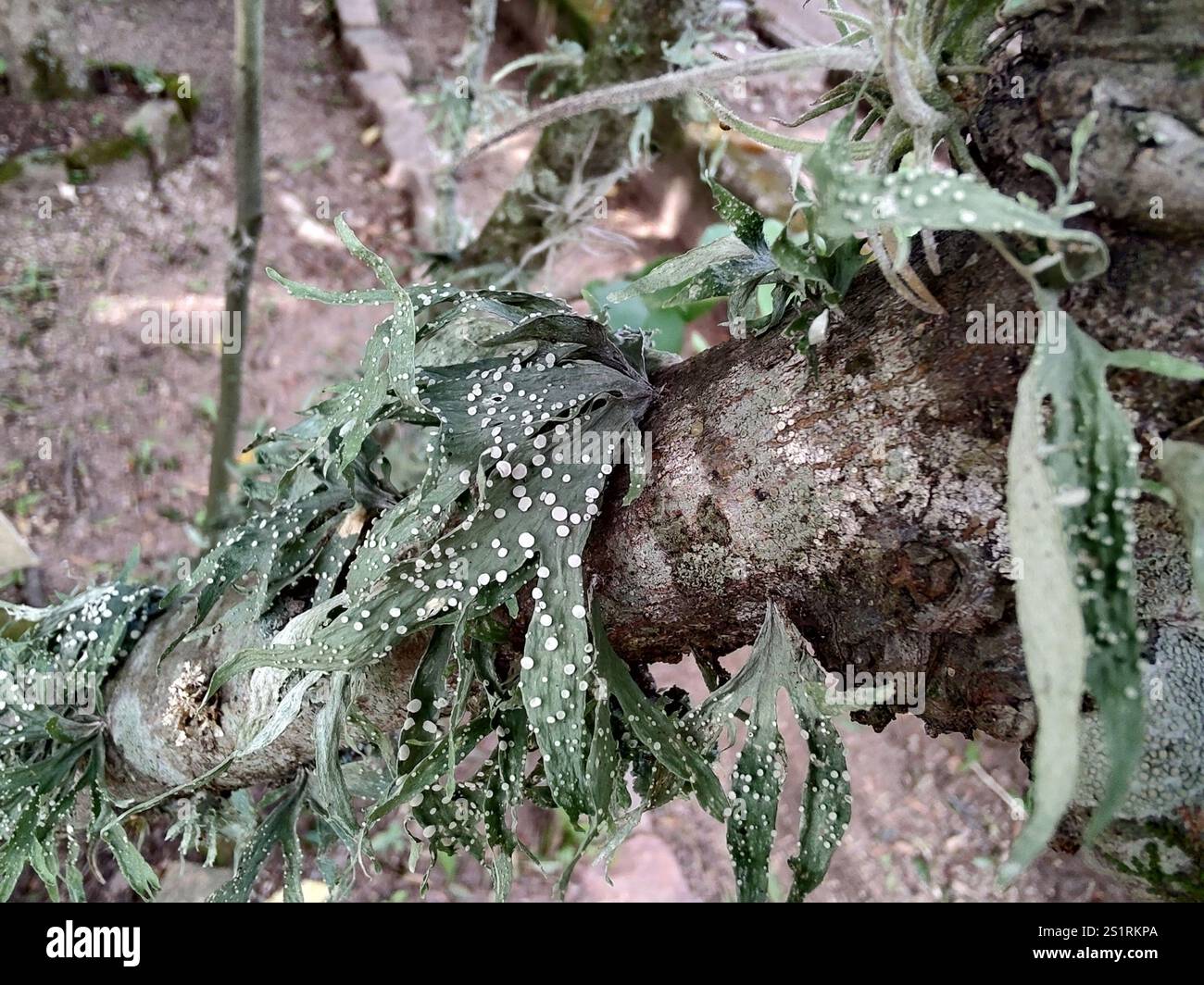 cartilage lichen (Ramalina celastri Stock Photo - Alamy