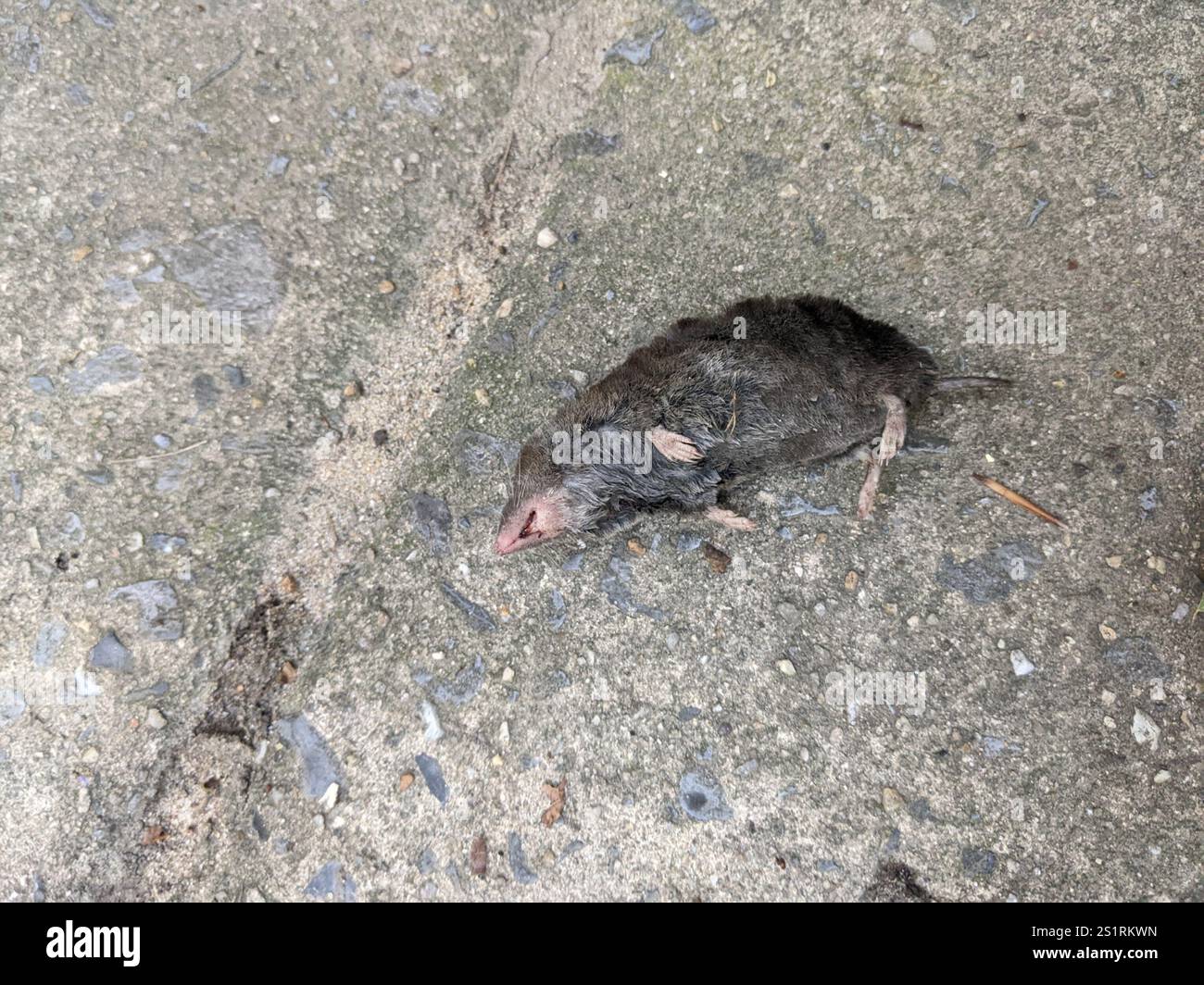 North American Least Shrew (Cryptotis parvus Stock Photo - Alamy