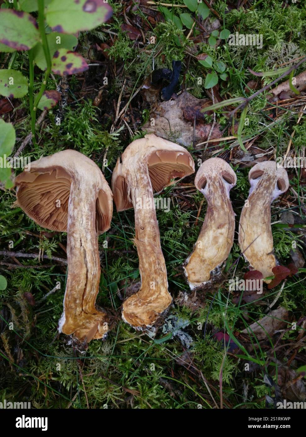 gassy webcap (Cortinarius traganus Stock Photo - Alamy