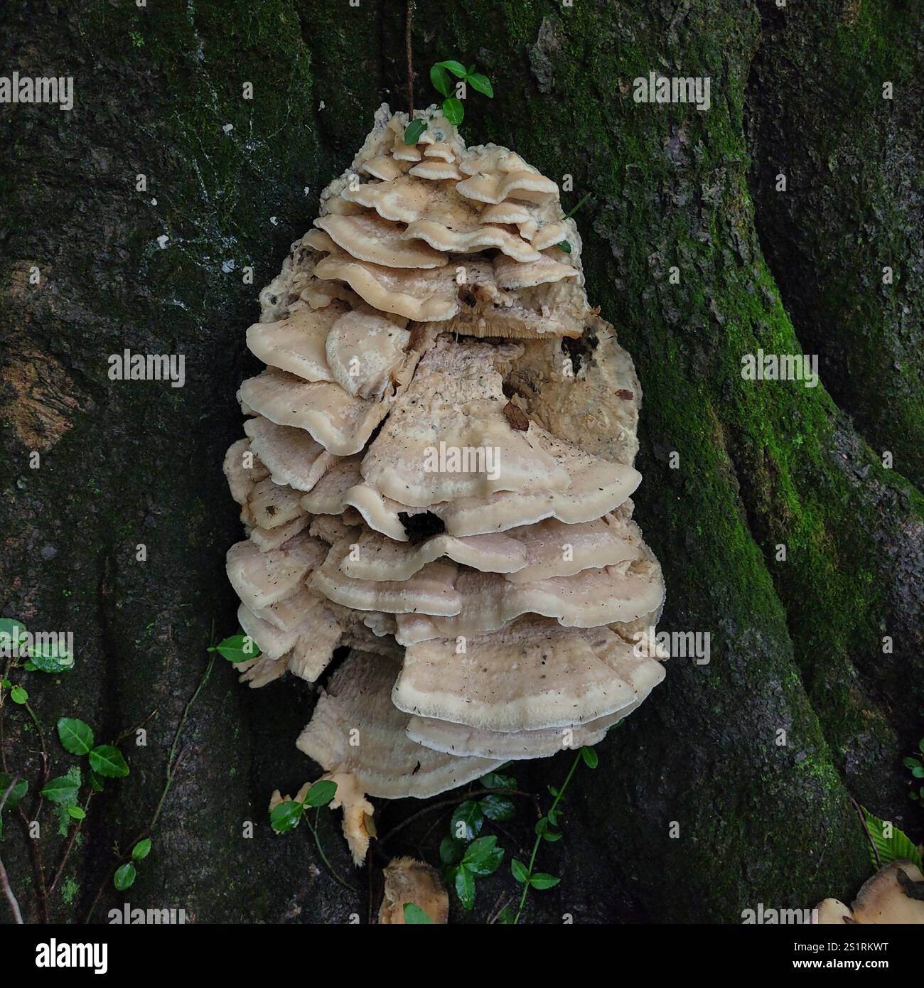 Northern Tooth (Climacodon septentrionalis Stock Photo - Alamy