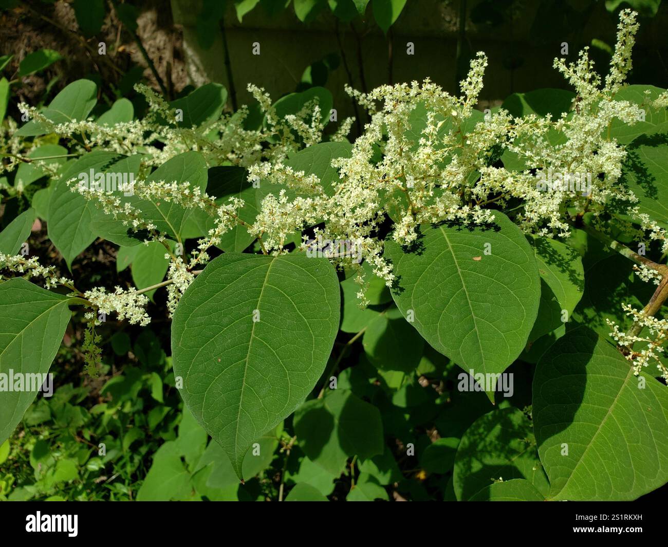 Japanese knotweed (Reynoutria japonica Stock Photo - Alamy