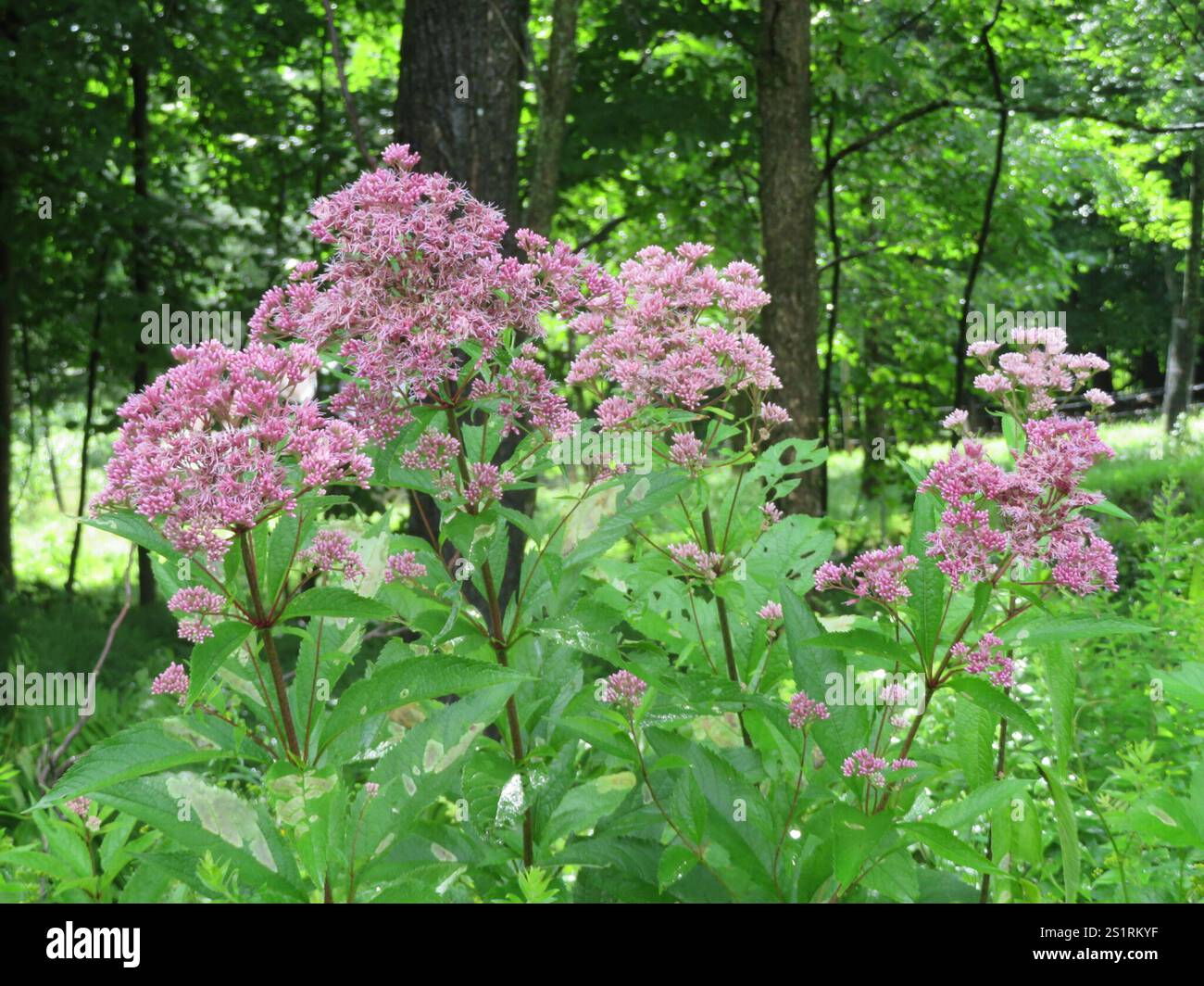 spotted Joe-Pye weed (Eutrochium maculatum Stock Photo - Alamy