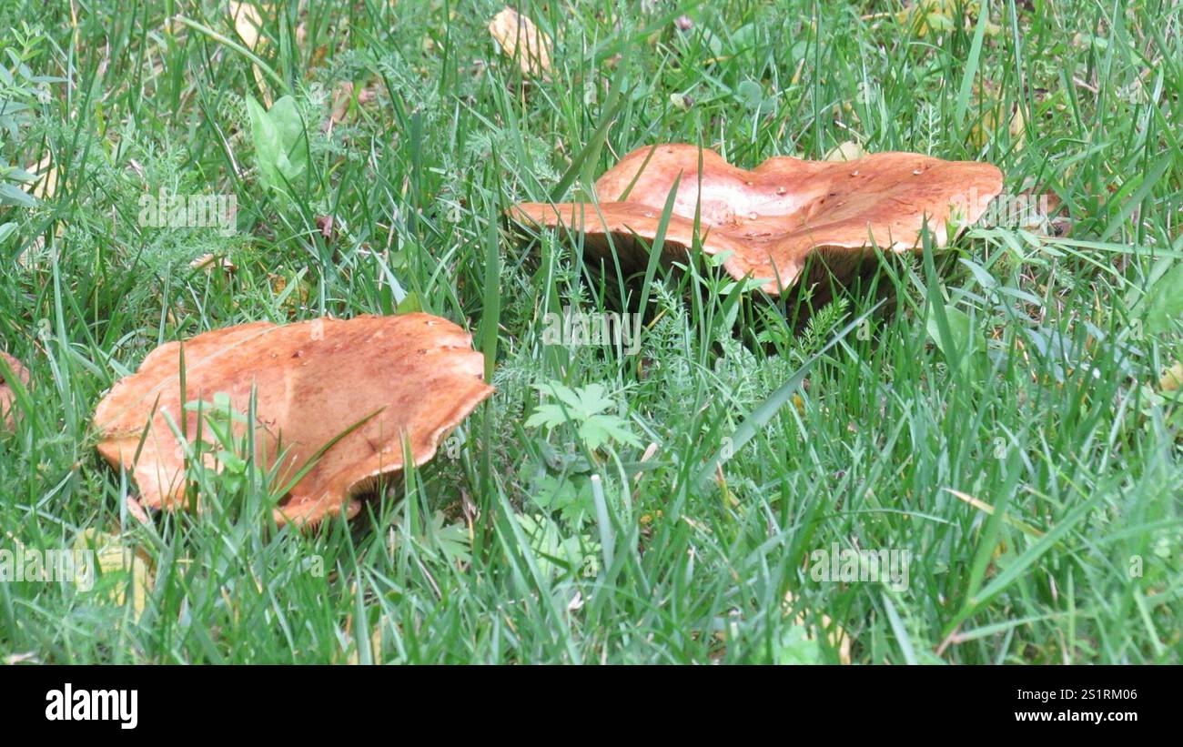 Brown Roll-Rim (Paxillus involutus Stock Photo - Alamy