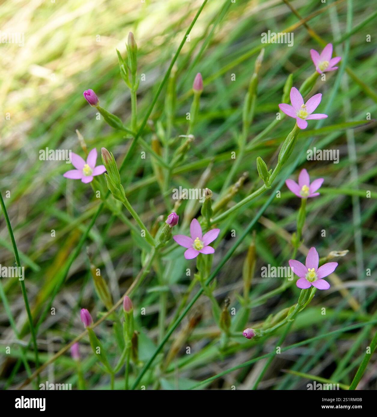Lesser Centaury (Centaurium pulchellum Stock Photo - Alamy