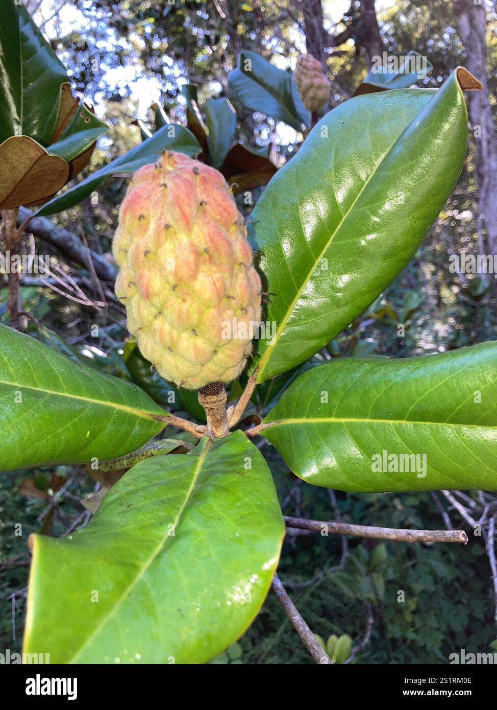 southern magnolia (Magnolia grandiflora Stock Photo - Alamy
