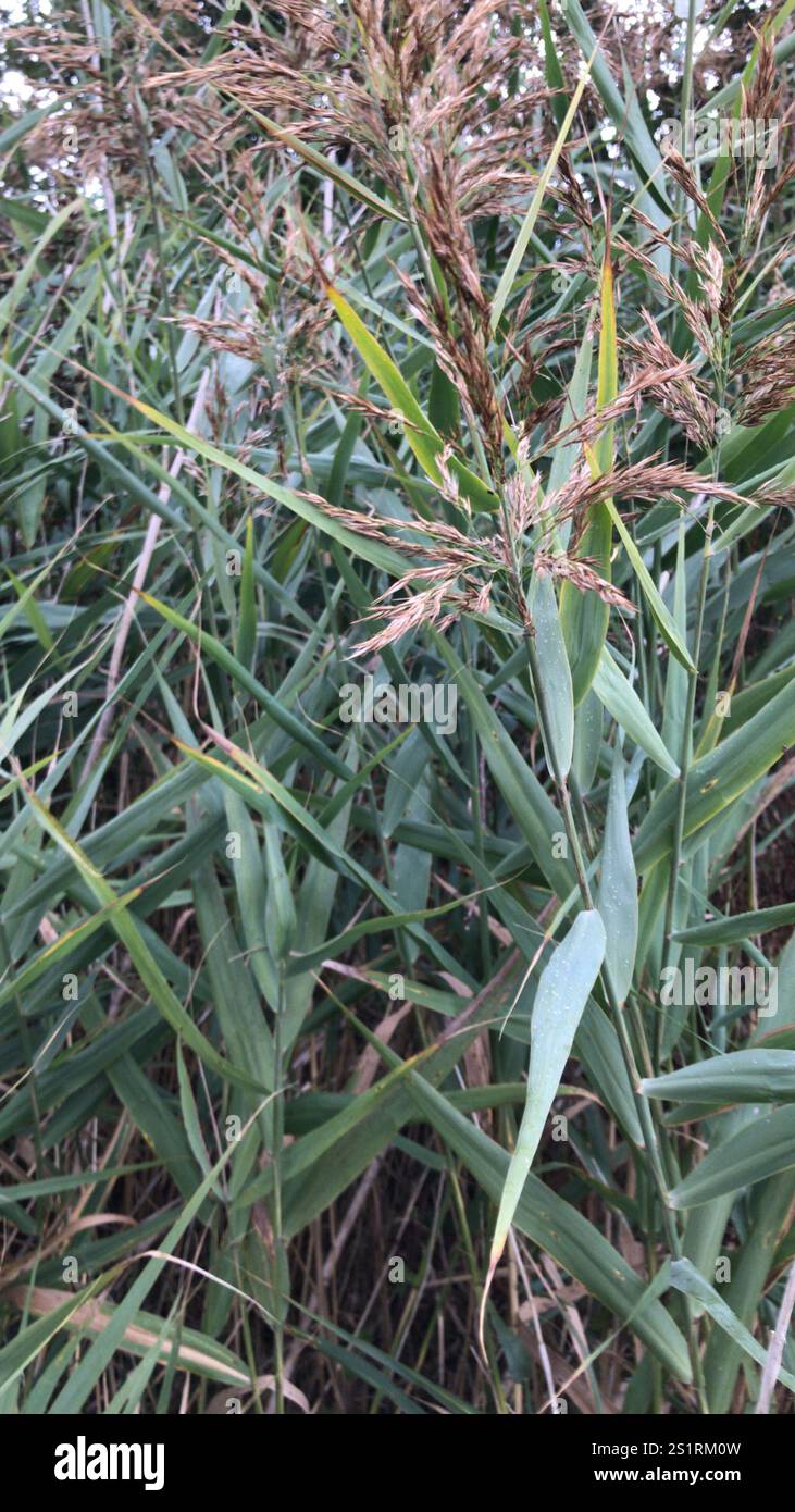 common reed (Phragmites australis Stock Photo - Alamy