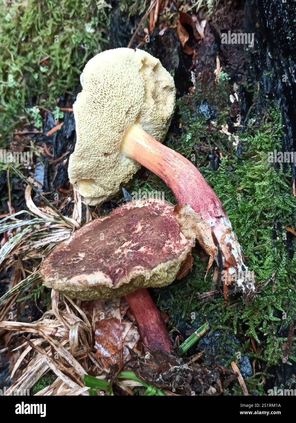 Red-cracking Bolete (Xerocomellus chrysenteron Stock Photo - Alamy
