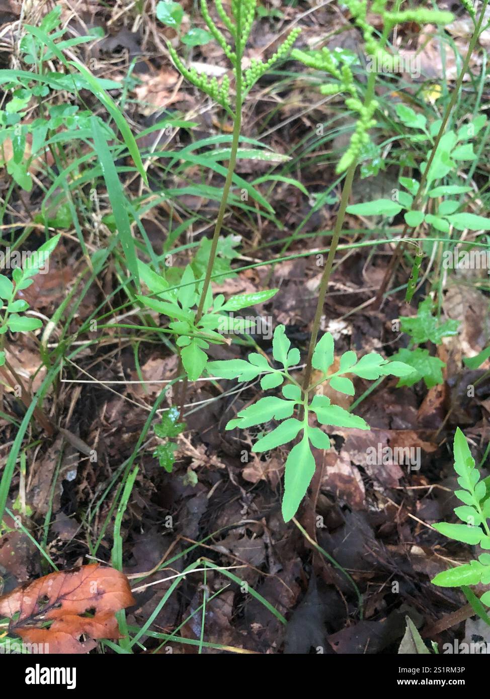 bronze fern (Sceptridium dissectum obliquum Stock Photo - Alamy