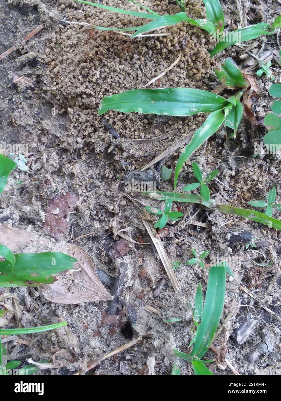 Northern Fungus-farming Ant (Trachymyrmex septentrionalis Stock Photo ...