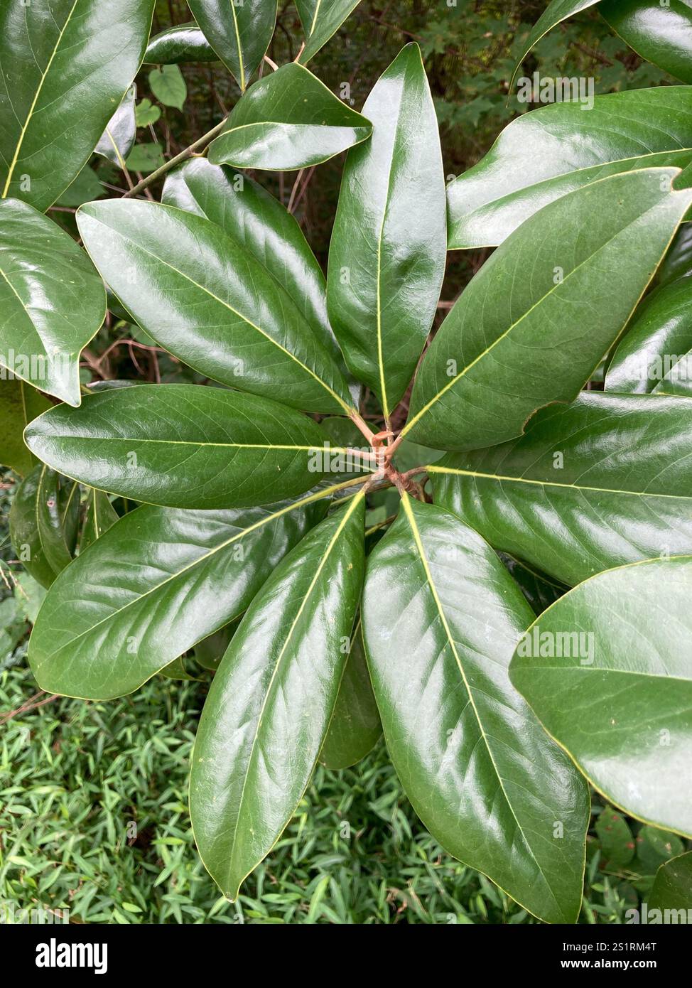southern magnolia (Magnolia grandiflora Stock Photo - Alamy