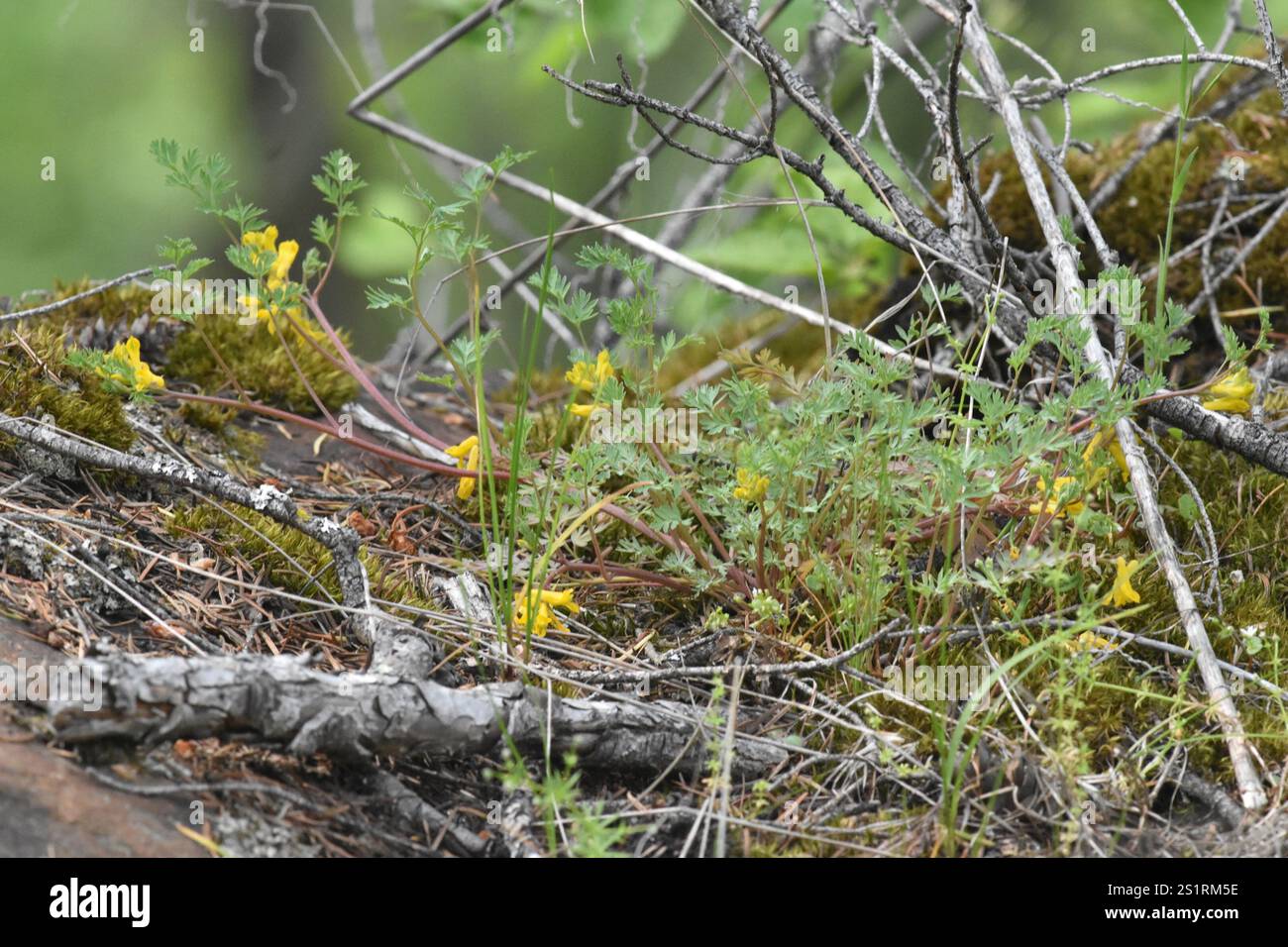 golden corydalis (Corydalis aurea Stock Photo - Alamy