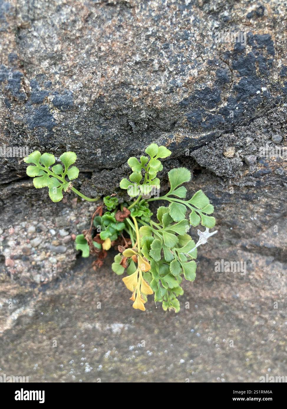 wall-rue (Asplenium ruta-muraria Stock Photo - Alamy