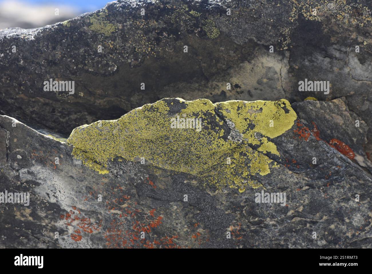 gold cobblestone lichen (Pleopsidium flavum Stock Photo - Alamy
