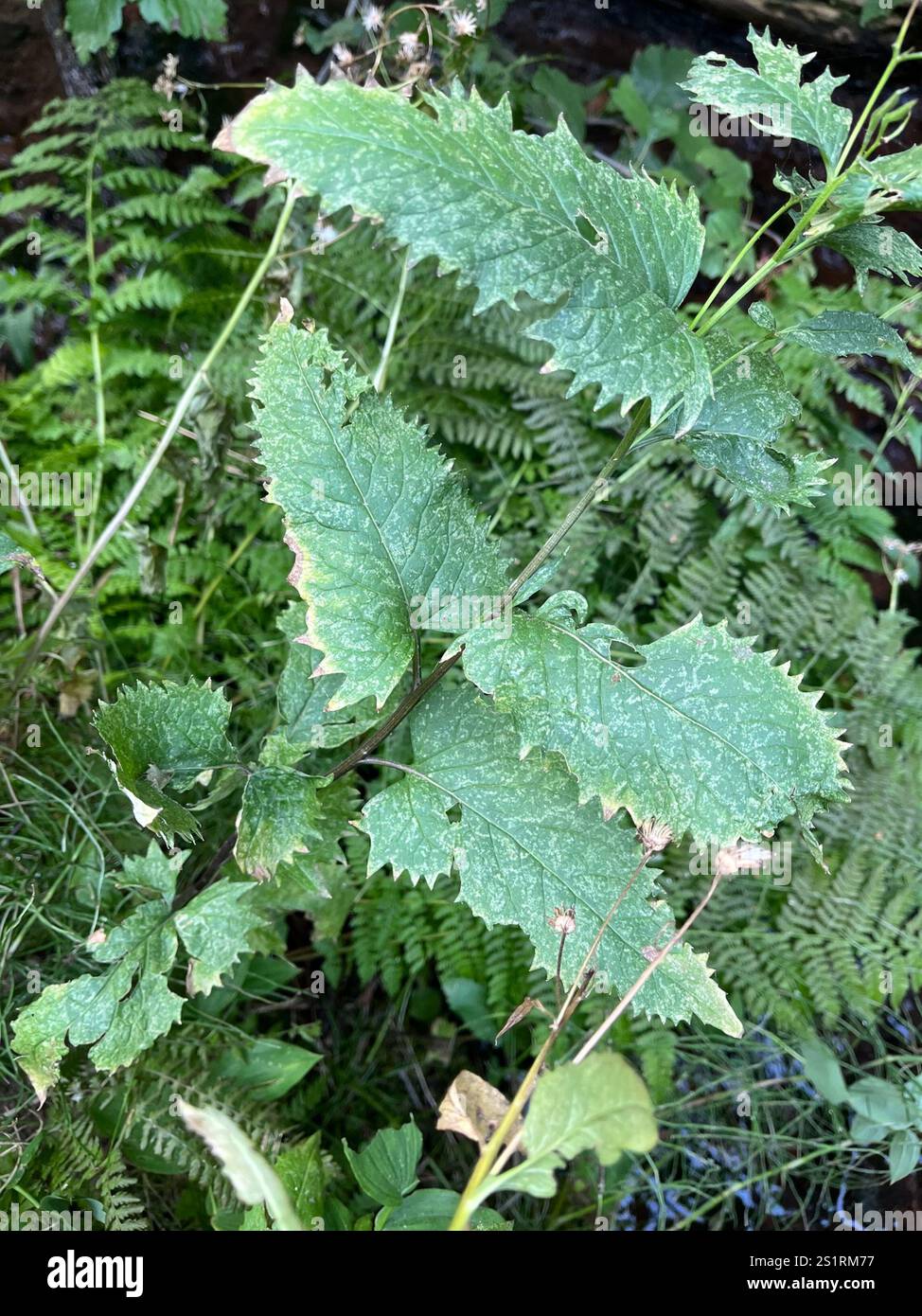 Arrowleaf Senecio (Senecio triangularis Stock Photo - Alamy