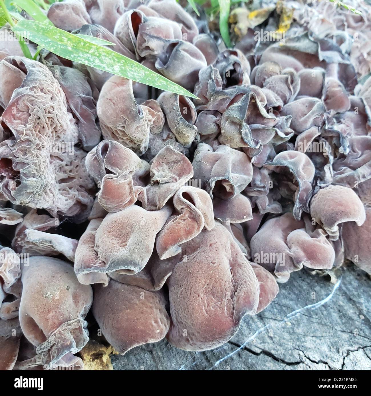 Jelly Tree Ear (Auricularia americana Stock Photo - Alamy