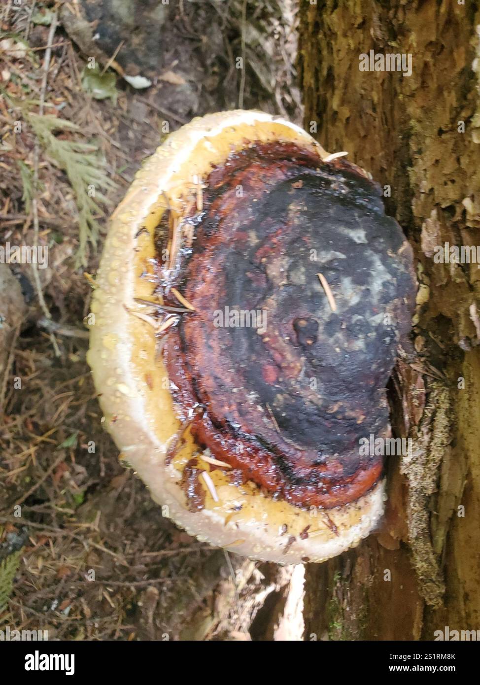 Northern Red Belt (Fomitopsis mounceae Stock Photo - Alamy