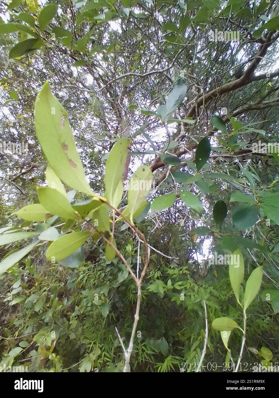 myrtle family (Myrtaceae Stock Photo - Alamy