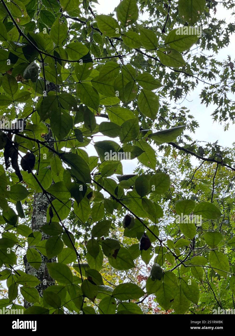 American bladdernut (Staphylea trifolia Stock Photo - Alamy