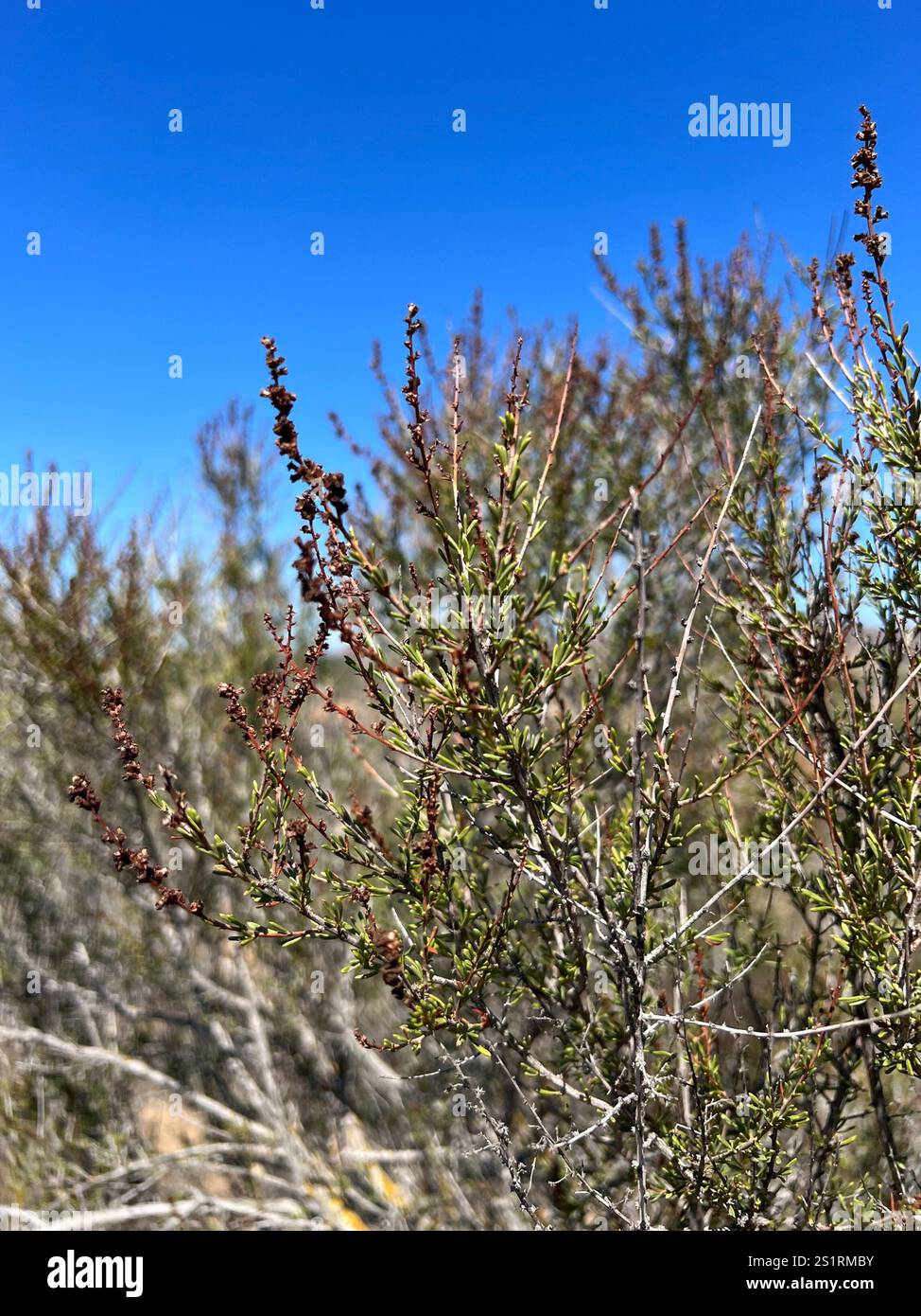 chamise (Adenostoma fasciculatum Stock Photo - Alamy