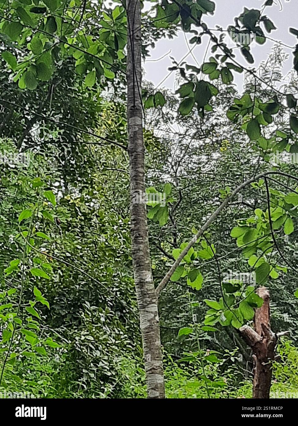 True Kadamb (Mitragyna parvifolia Stock Photo - Alamy