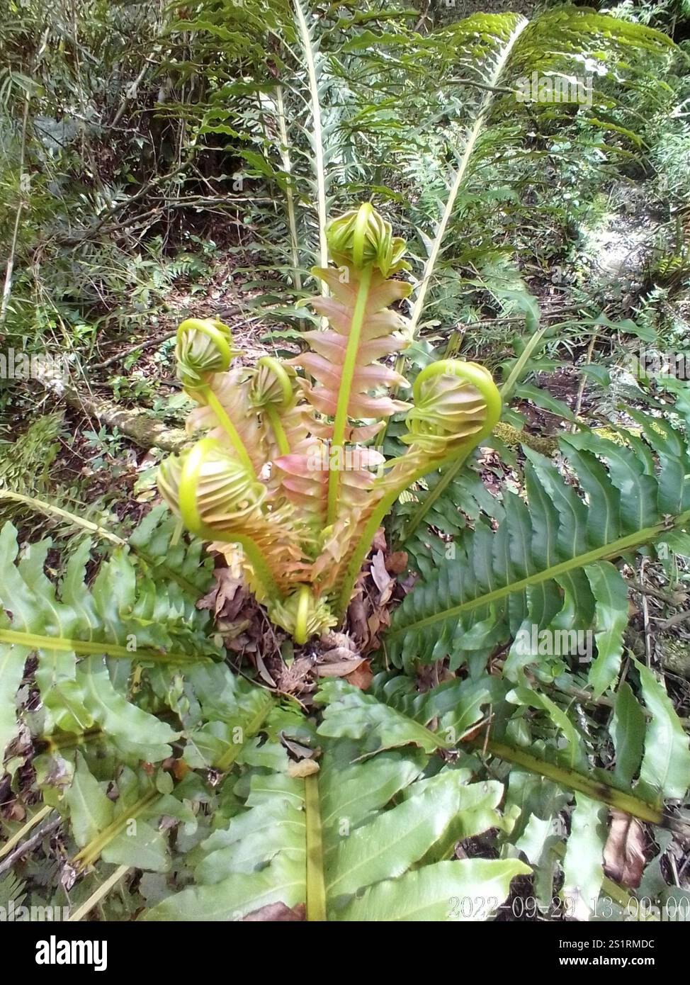 Brazilian tree-fern (Blechnum brasiliense Stock Photo - Alamy